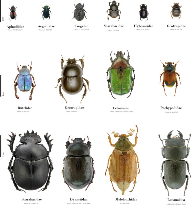 Scarabaeoidea – ScaraB'Obs
